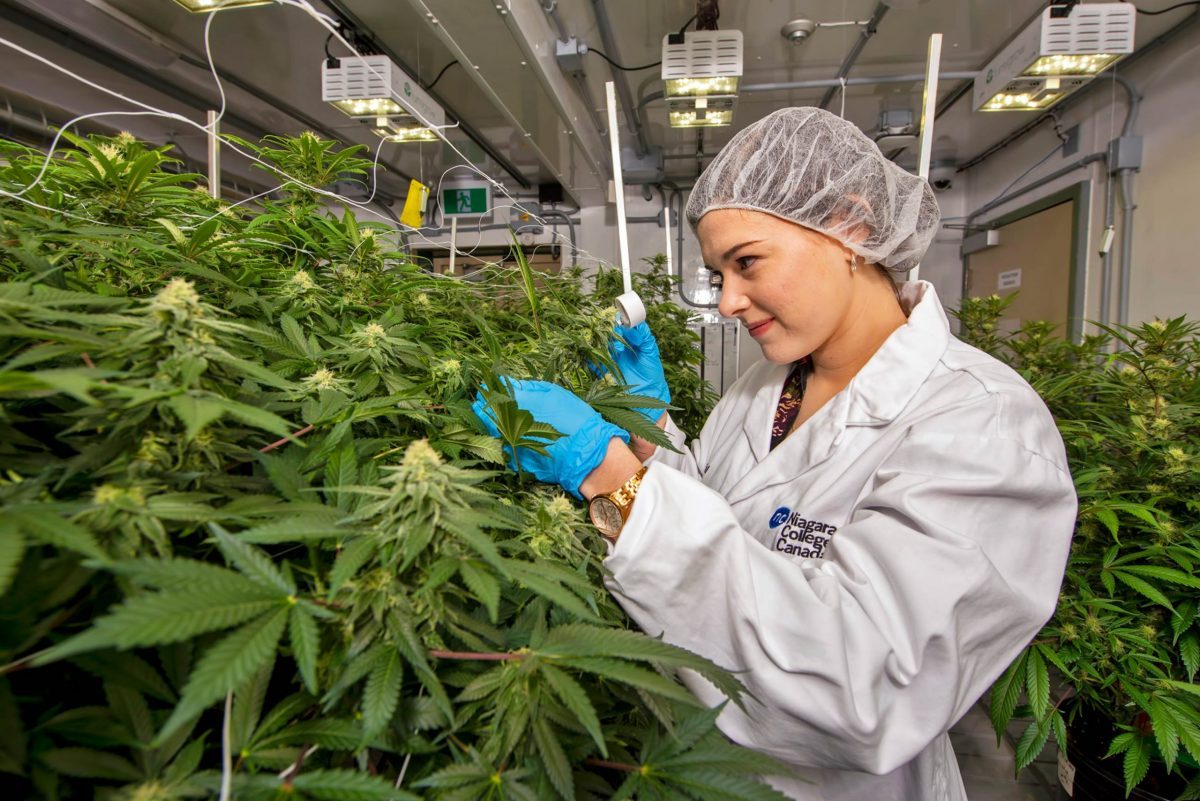 US Cannabis Industry Opens Up Tons of Jobs According to Annual Leafly ...